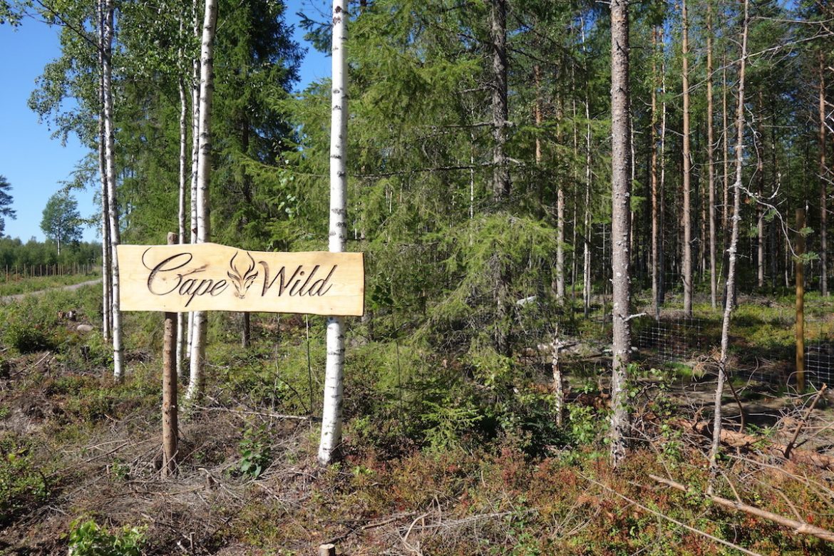 Cape Wild in Swedish Lapland: visiting the tame moose Zigge and Zebbe ...